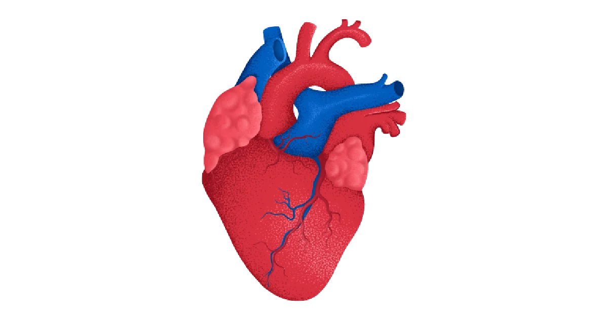 Article :Le système cardio-vasculaire.