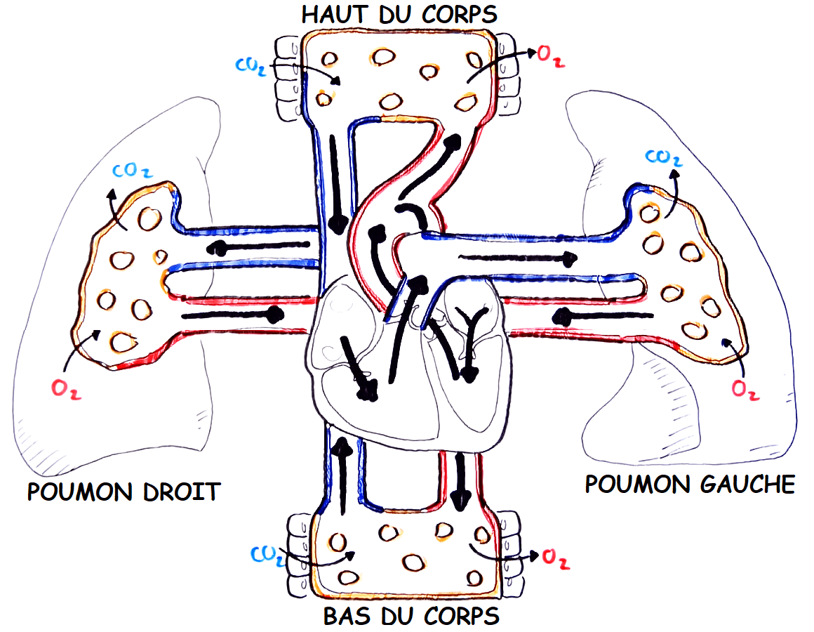 Le système cardio-vasculaire ⋆ Académie Saint-Bernard