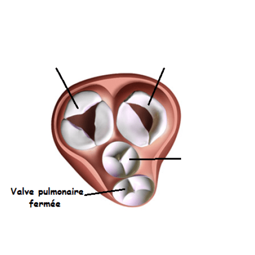 Valve pulmonaire ⋆ Académie Saint-Bernard